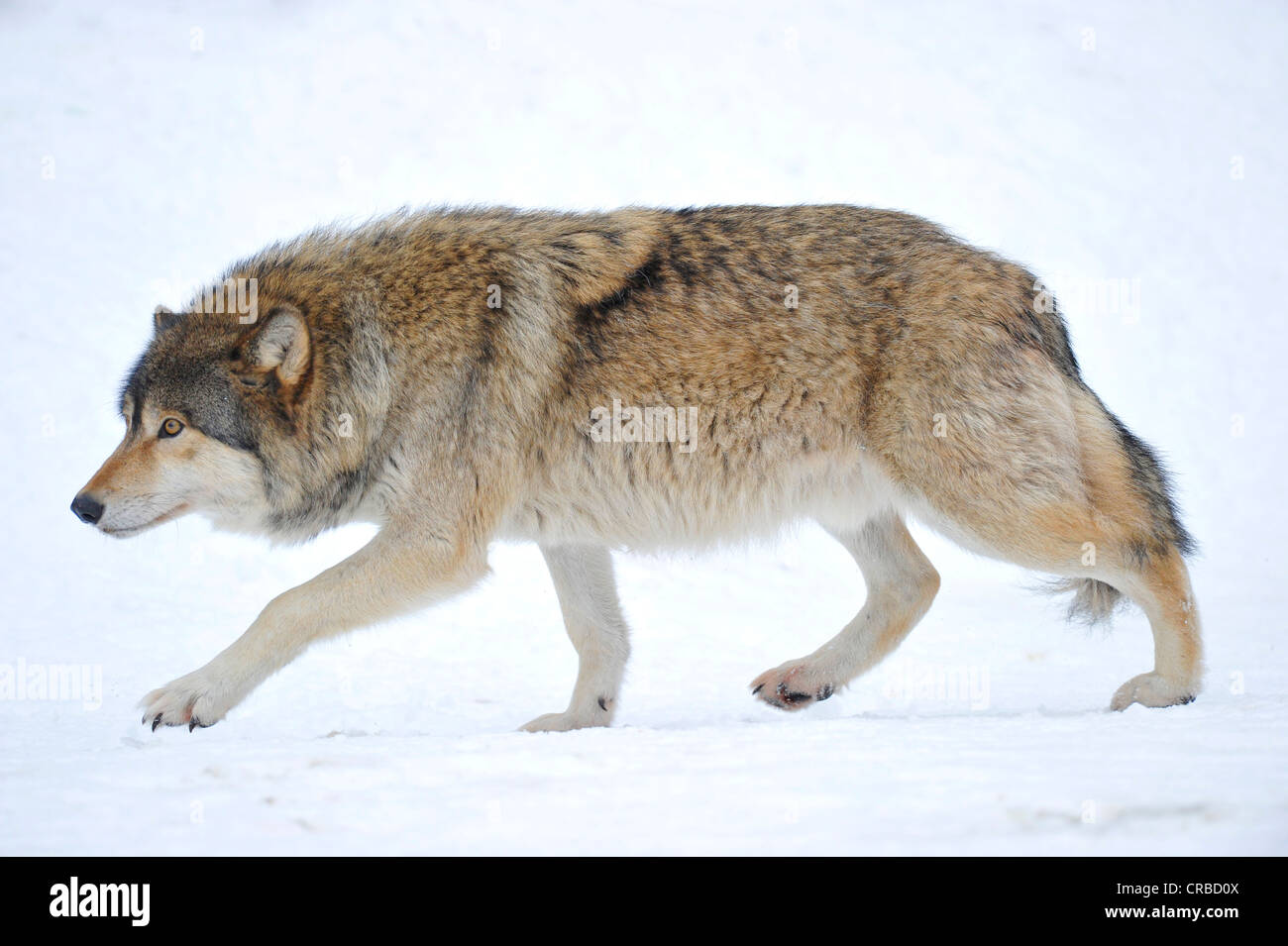 Mackenzie Valley Wolf High Resolution Stock Photography and Images - Alamy