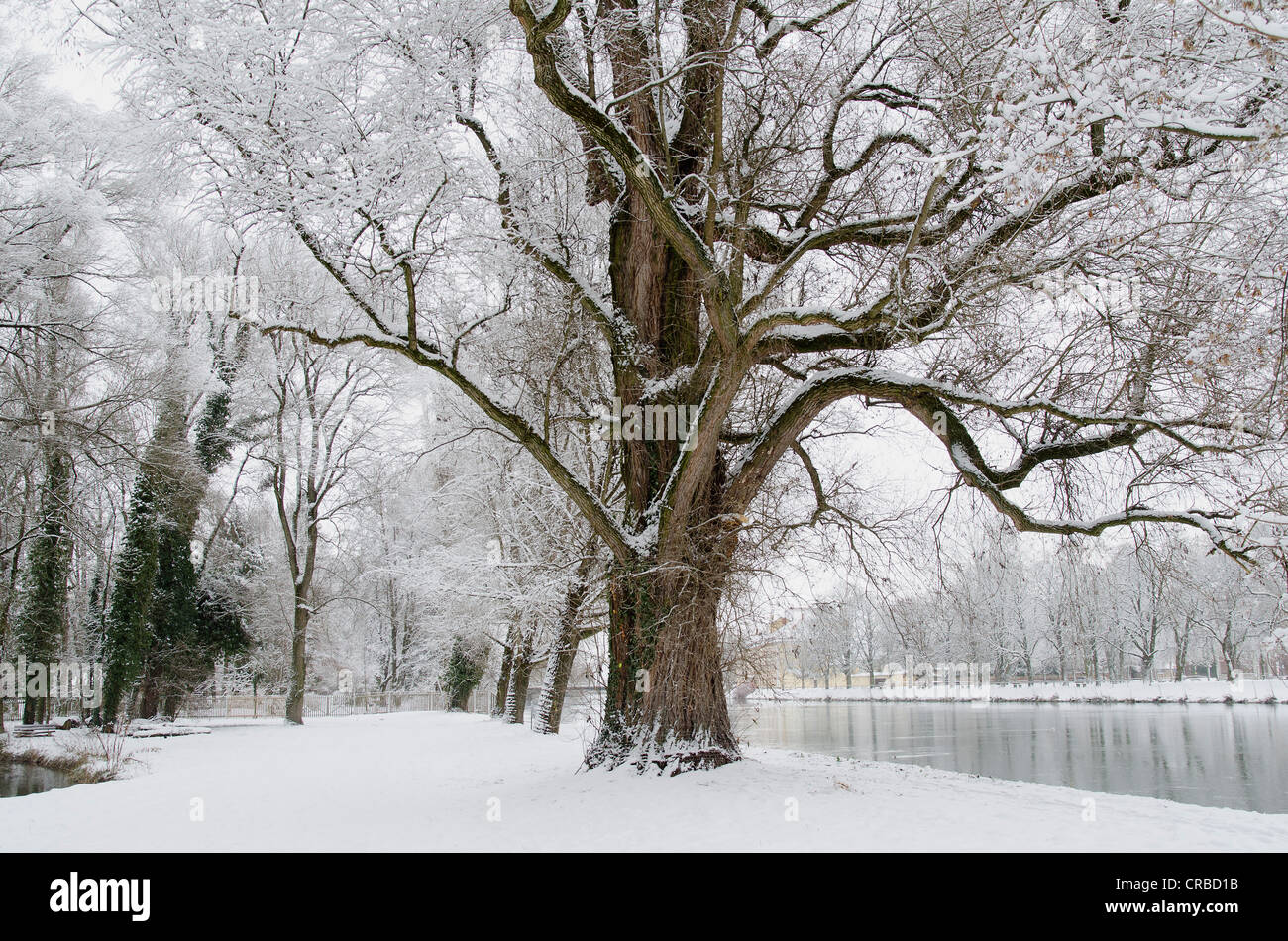 Old tree with hoar frast on the Isar river in winter, Landshut, Lower ...
