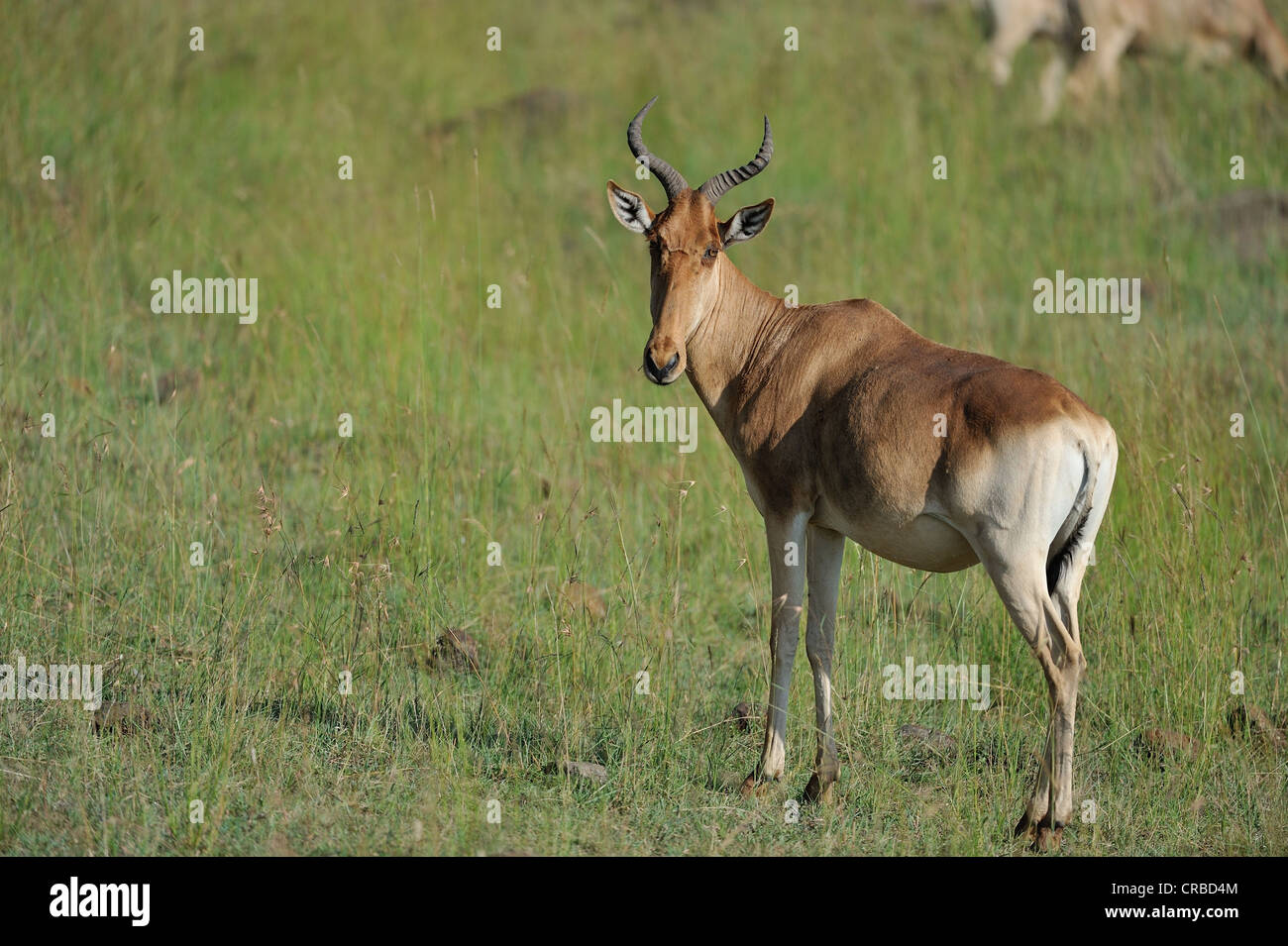 Coke's Hartebeest - Kongoni (Alcelaphus buselaphus cokii) grazing at ...