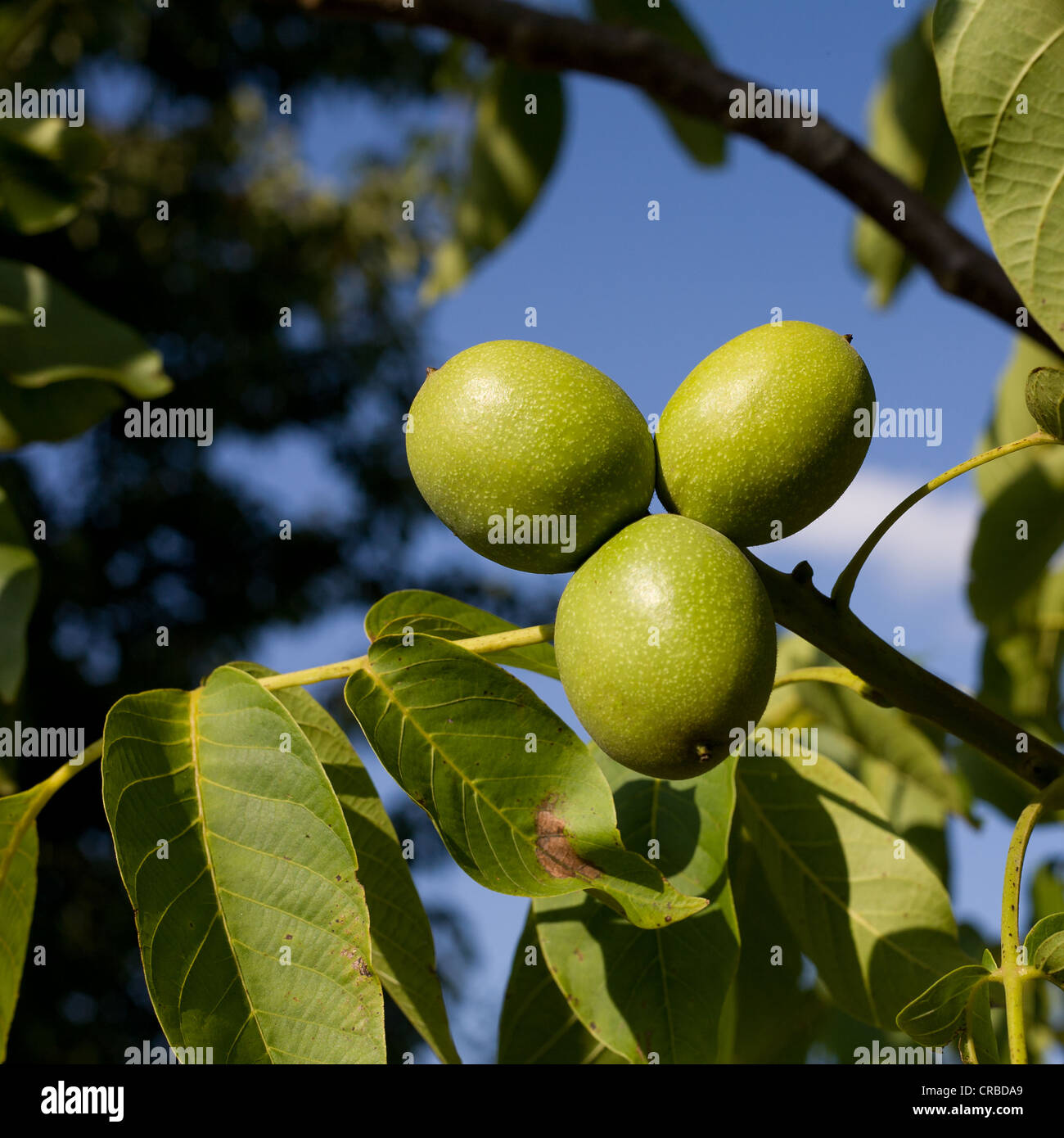 Orchard agriculture grow nut nuts hi-res stock photography and images ...