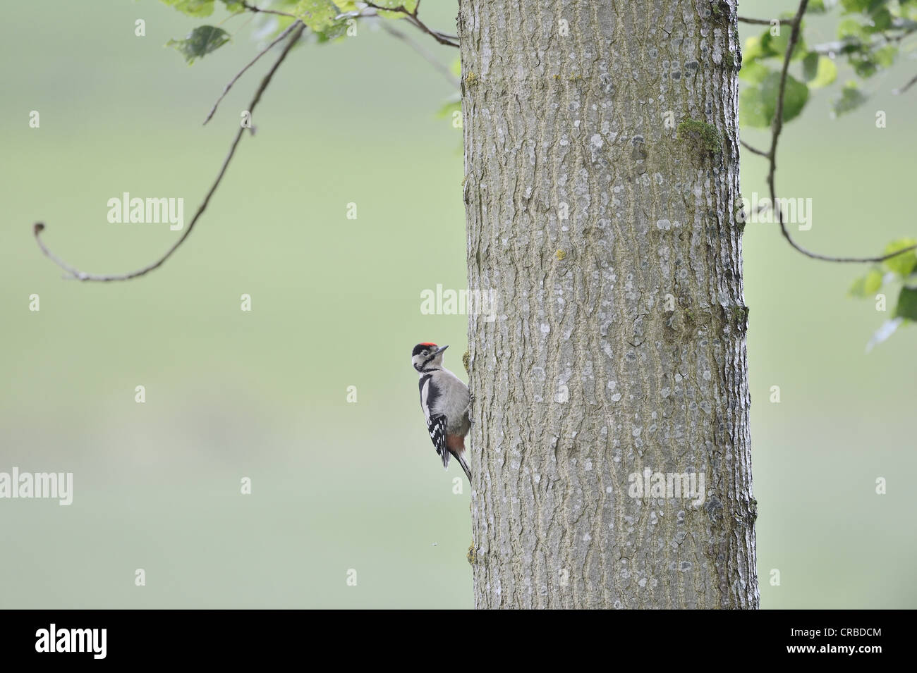 Great spotted woodpecker (Dendrocopos major - Dendrocopus major ...