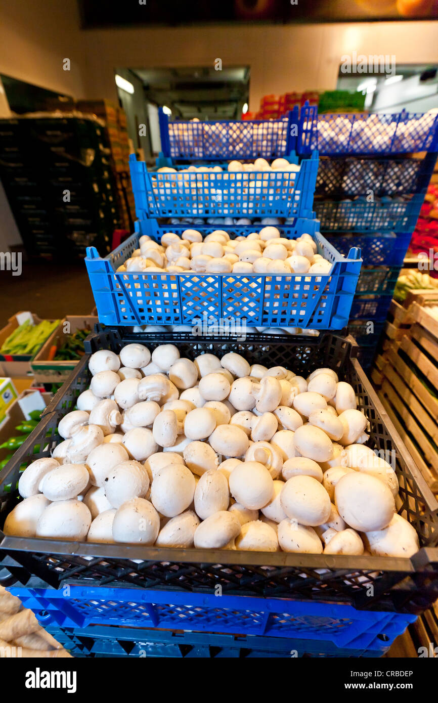 Fresh mushrooms in plastic boxes in the wholesale for fresh produce ...