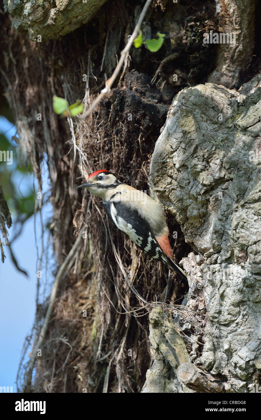 Great spotted woodpecker (Dendrocopos major - Dendrocopus major ...