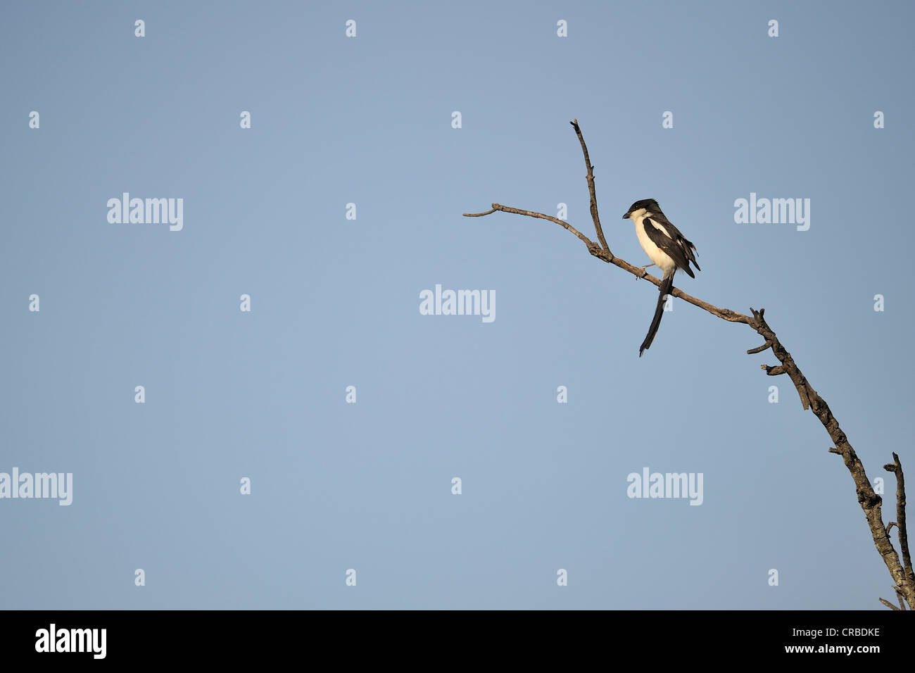 Southern common fiscal hi-res stock photography and images - Alamy