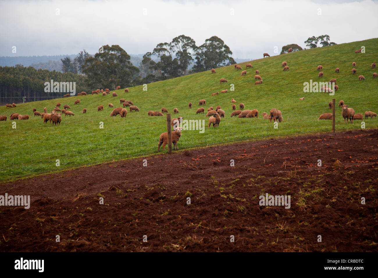 Tasmania sheep farm hi-res stock photography and images - Alamy