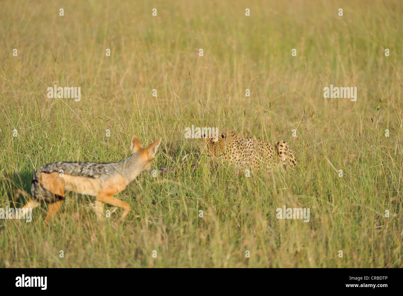 Jackal prowling around the cheetah eating its prey (Thomson's gazelle ...