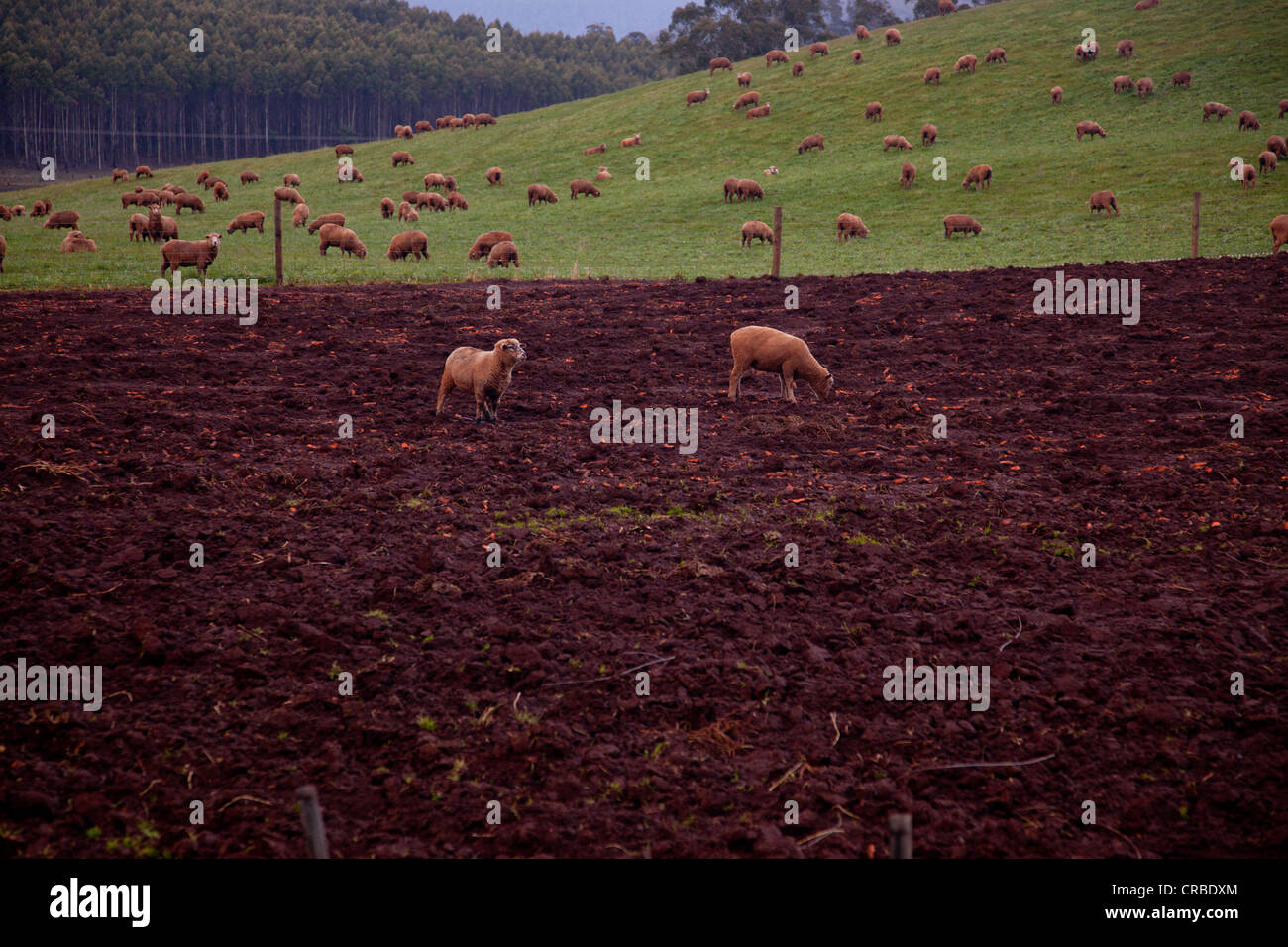 Herd of sheep and lamb grazing on field at Tasmania, Australia Stock ...
