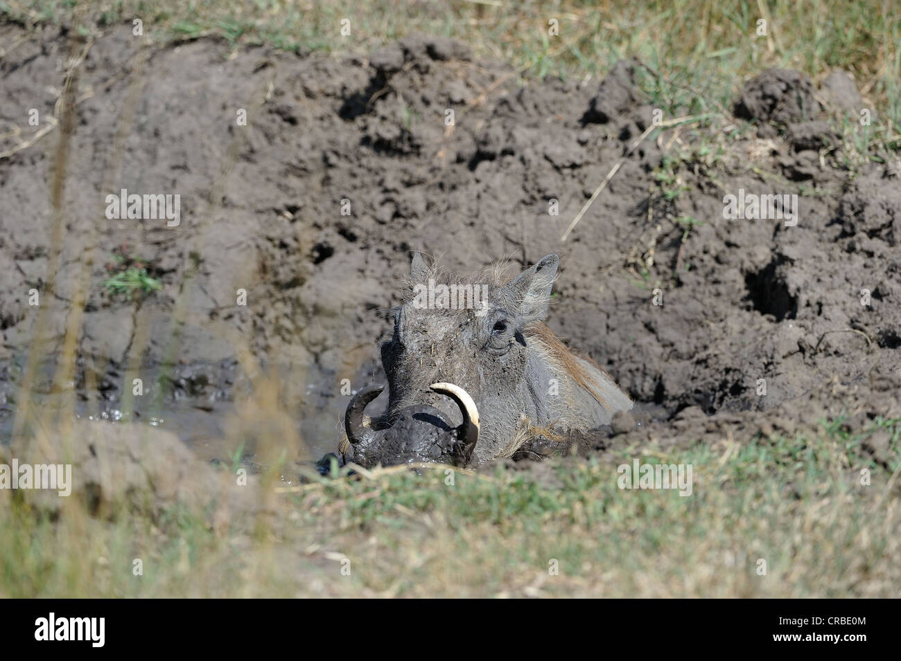 Desert warthog (Phacochoerus aethiopicus) mud bathing Masai Mara ...