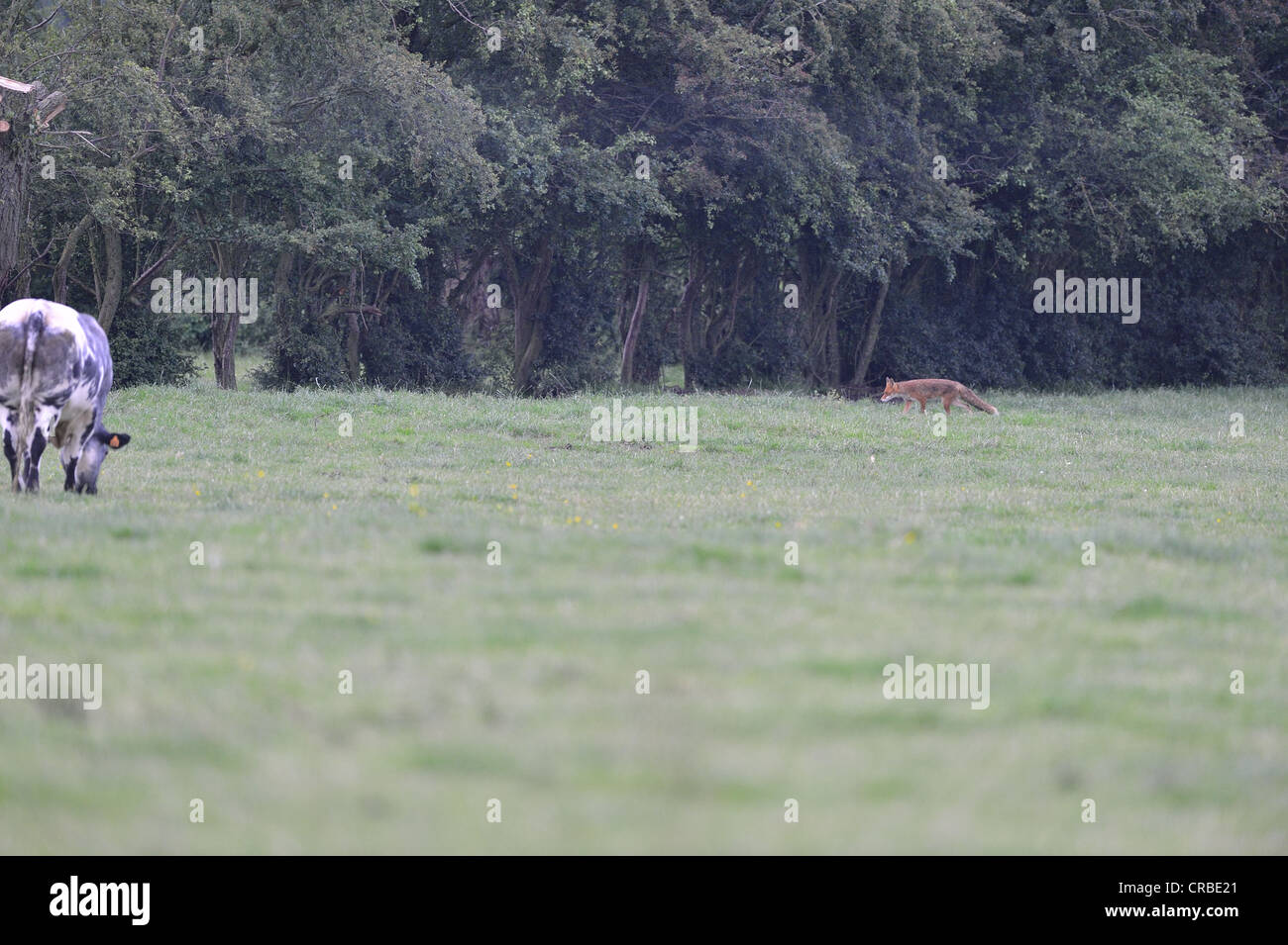 Common red fox (Vulpes vulpes) crossing a meadow where cows are grazing ...