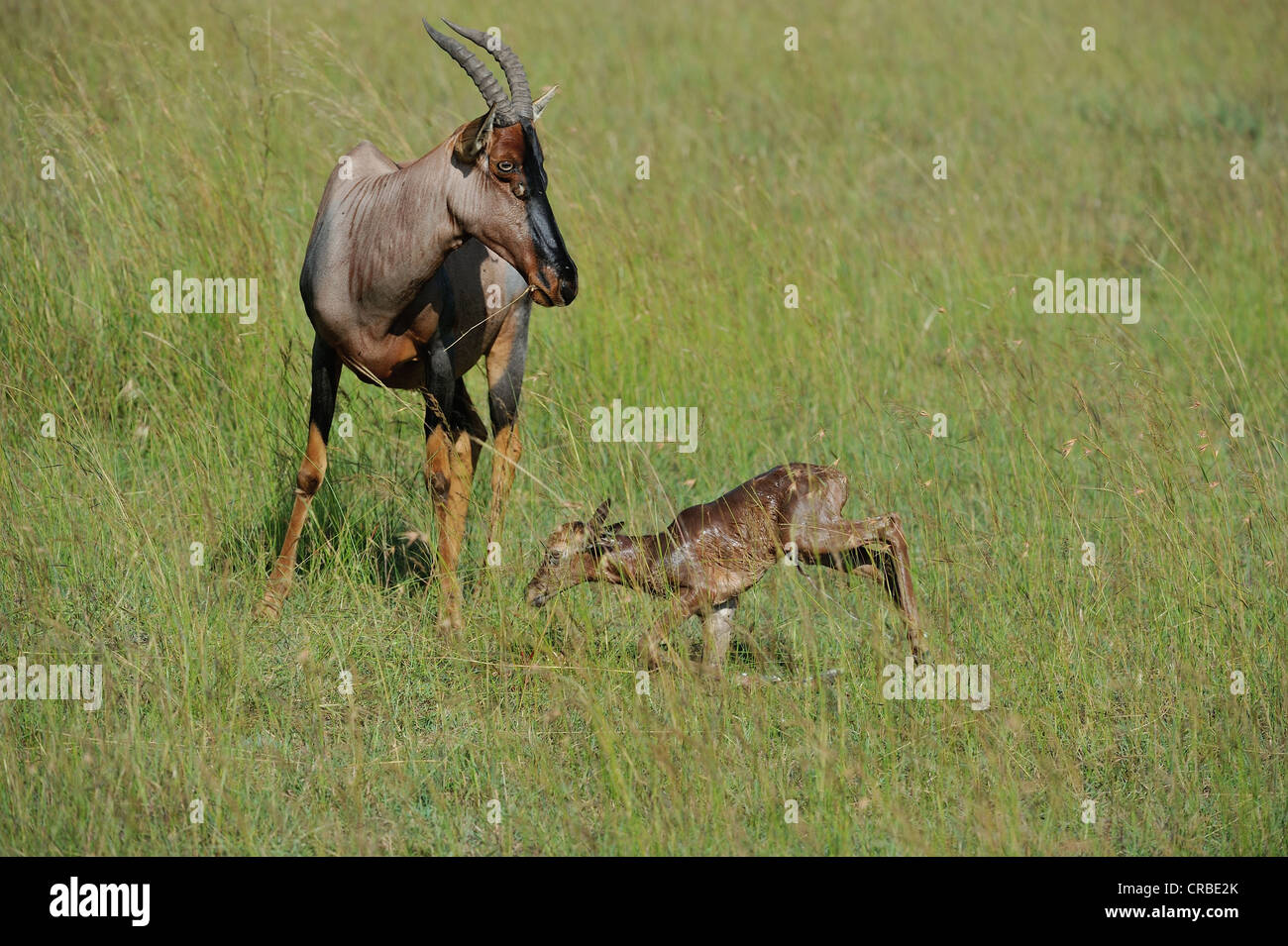 Topi (Damaliscus lunatus topi) new born calf trying to stand up Masai ...