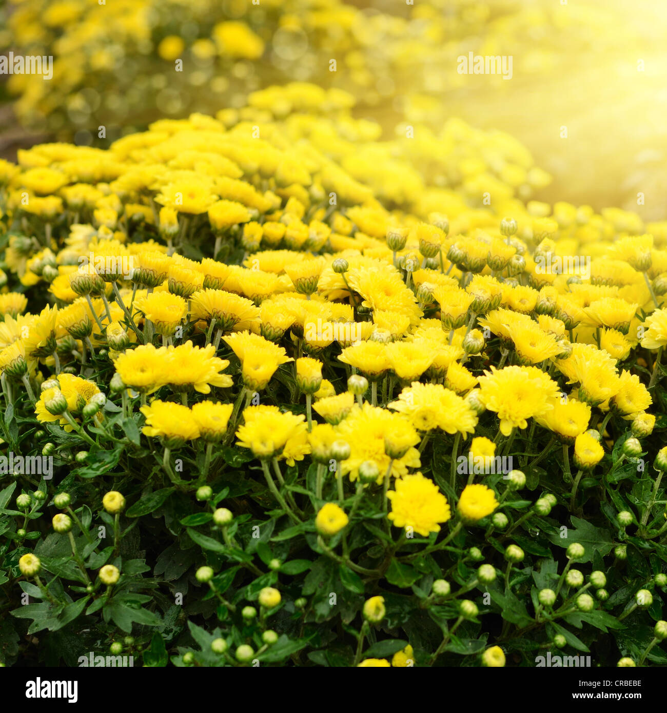 yellow chrysanthemum flowers background Stock Photo - Alamy