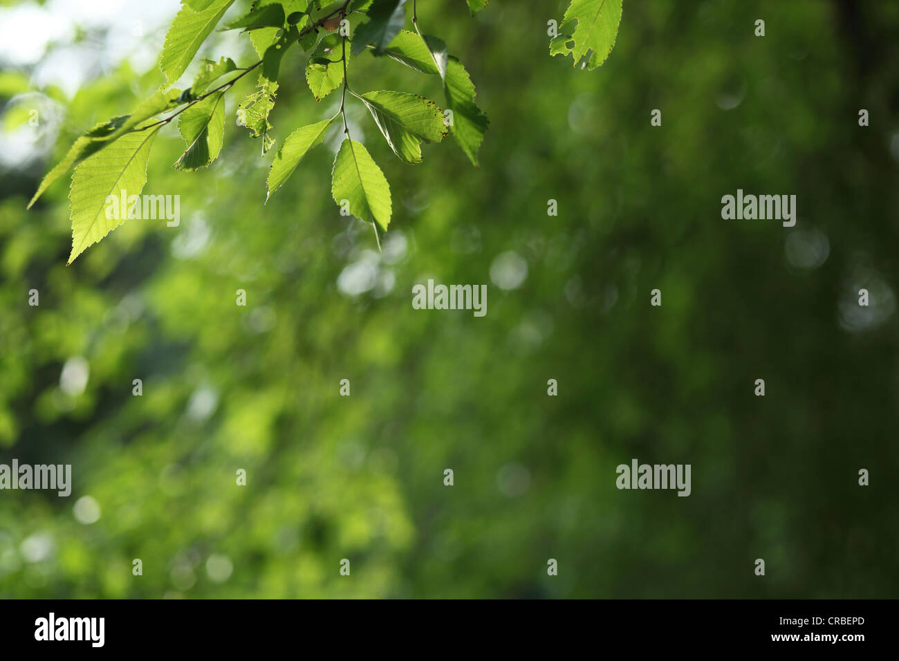 Beatiful green natural background - beech tree branch lit by the ...