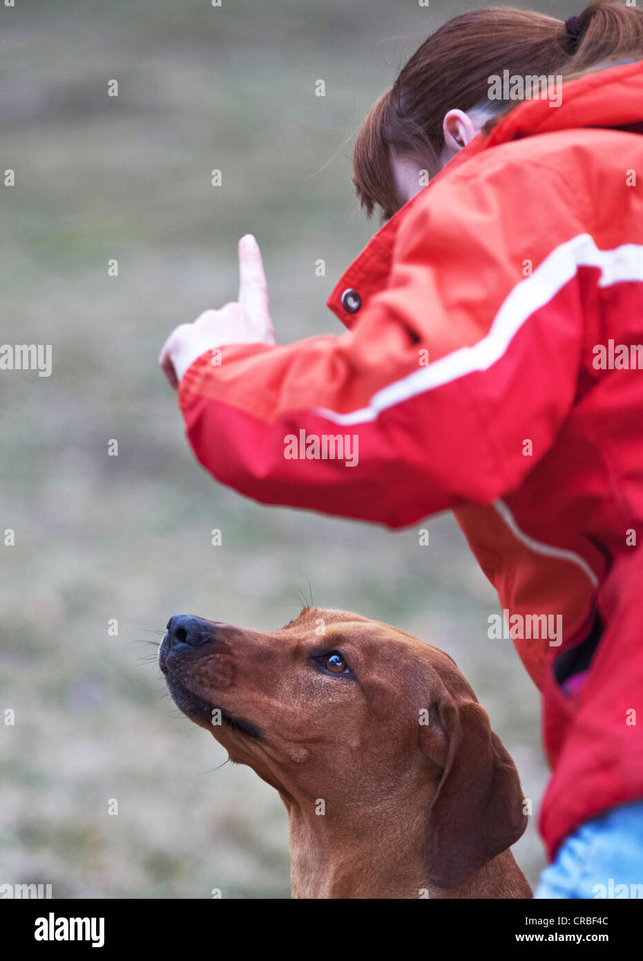 Master and her obedient (rhodesian ridgeback) dog Stock Photo - Alamy