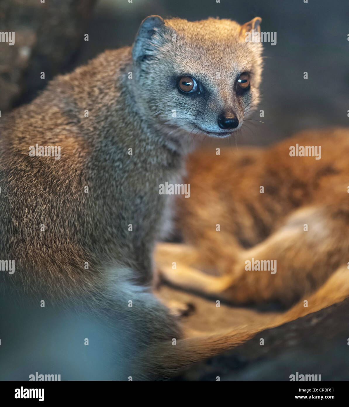 Funny and cute suricate (meerkat) in warm light of a heat lamp Stock ...
