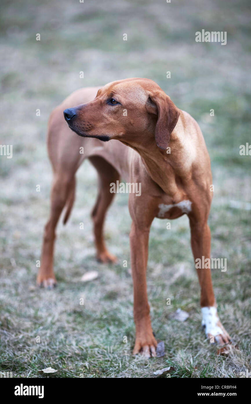South african ridgeback hi-res stock photography and images - Alamy