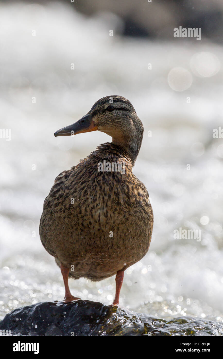 wild colorful bird in sunny day, nature series Stock Photo - Alamy