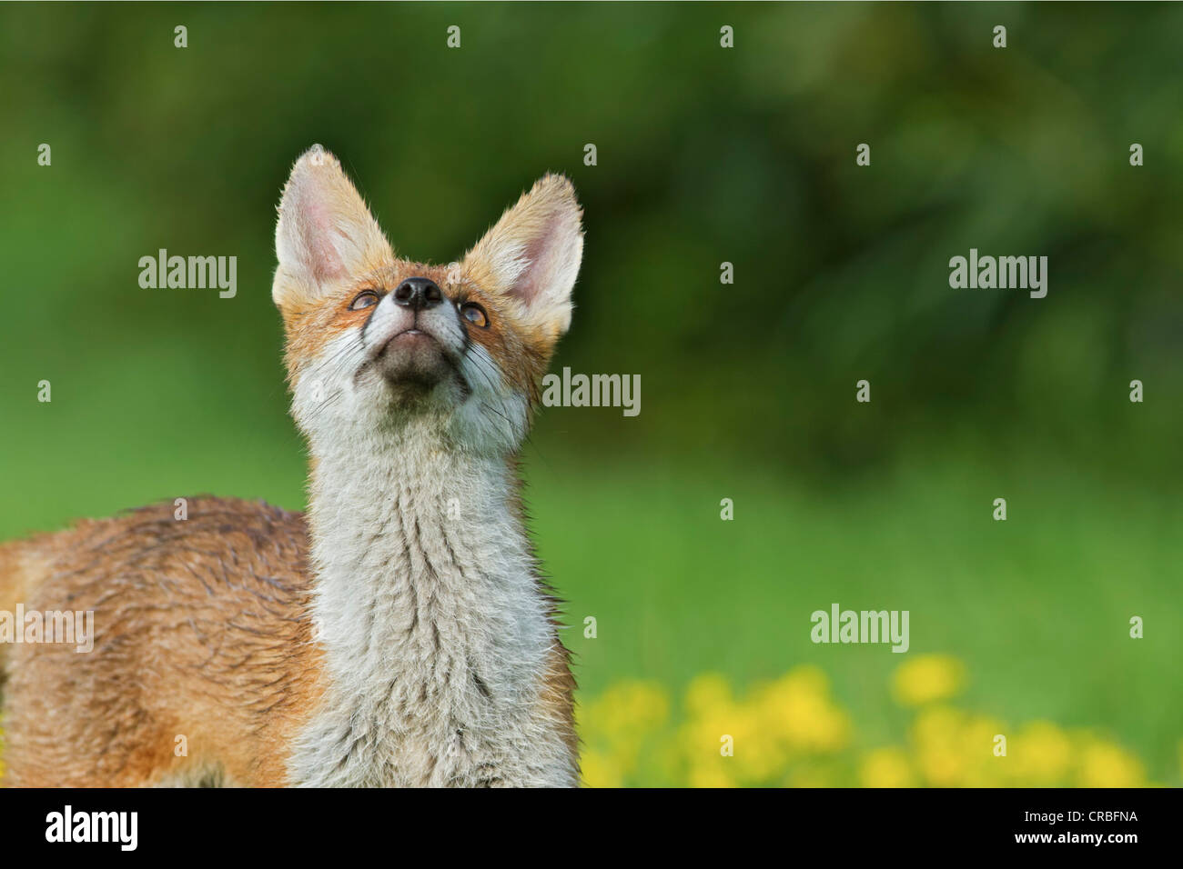 Fox looking up hi-res stock photography and images - Alamy