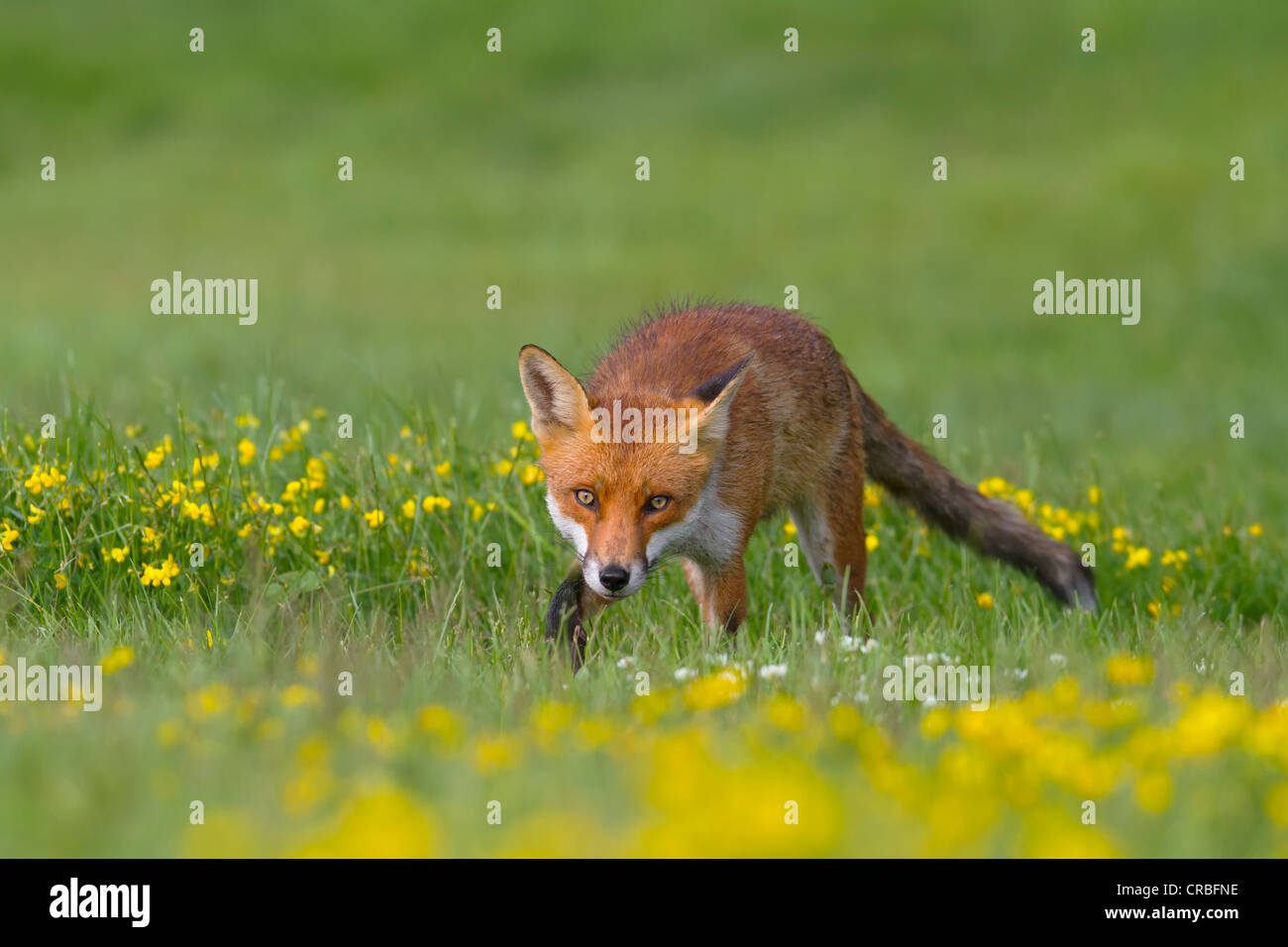 Red fox (Vulpes vulpes), in grass, stalking, south east England, United ...