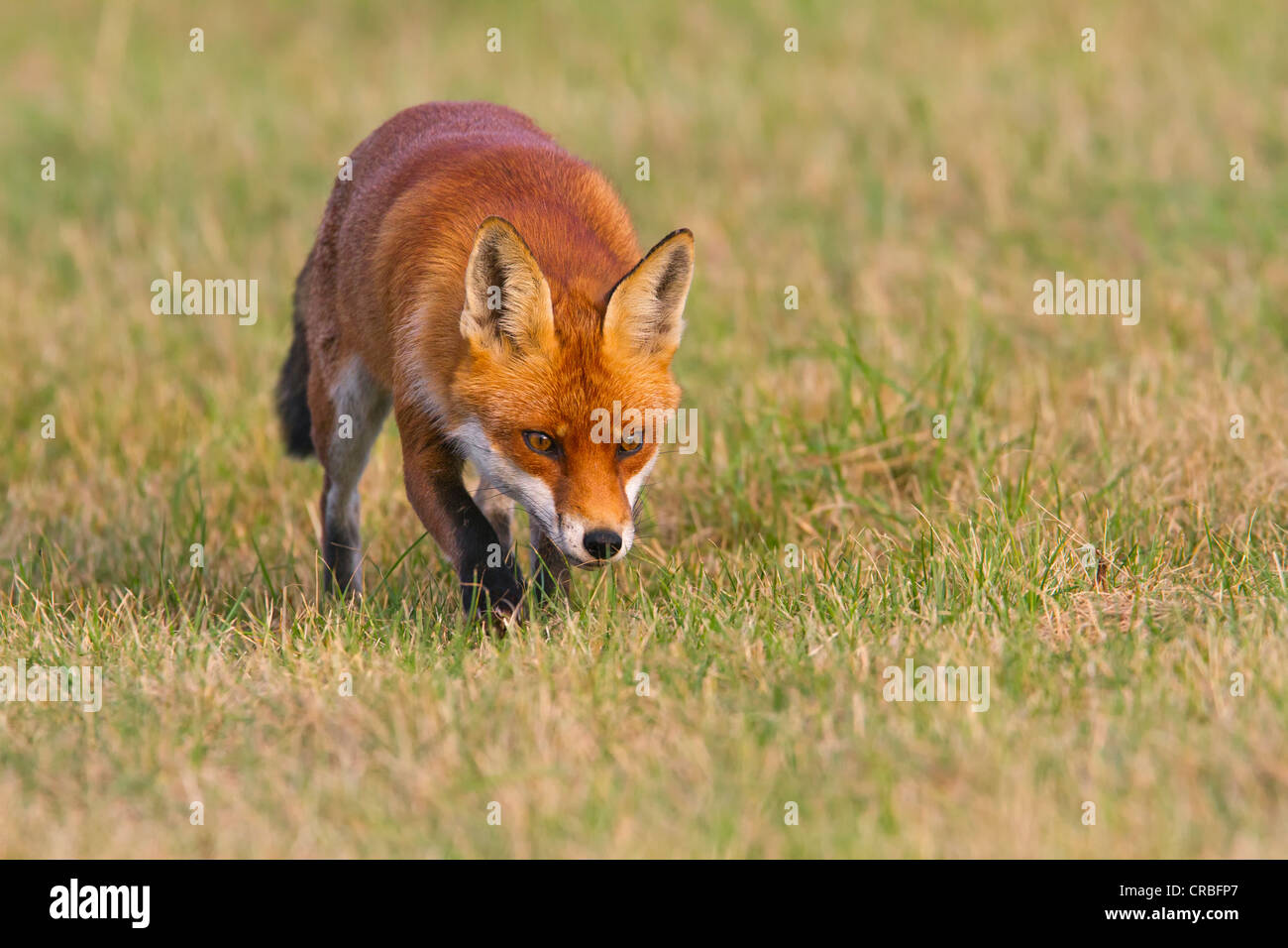 Red fox (Vulpes vulpes), in grass, south east England, United Kingdom ...