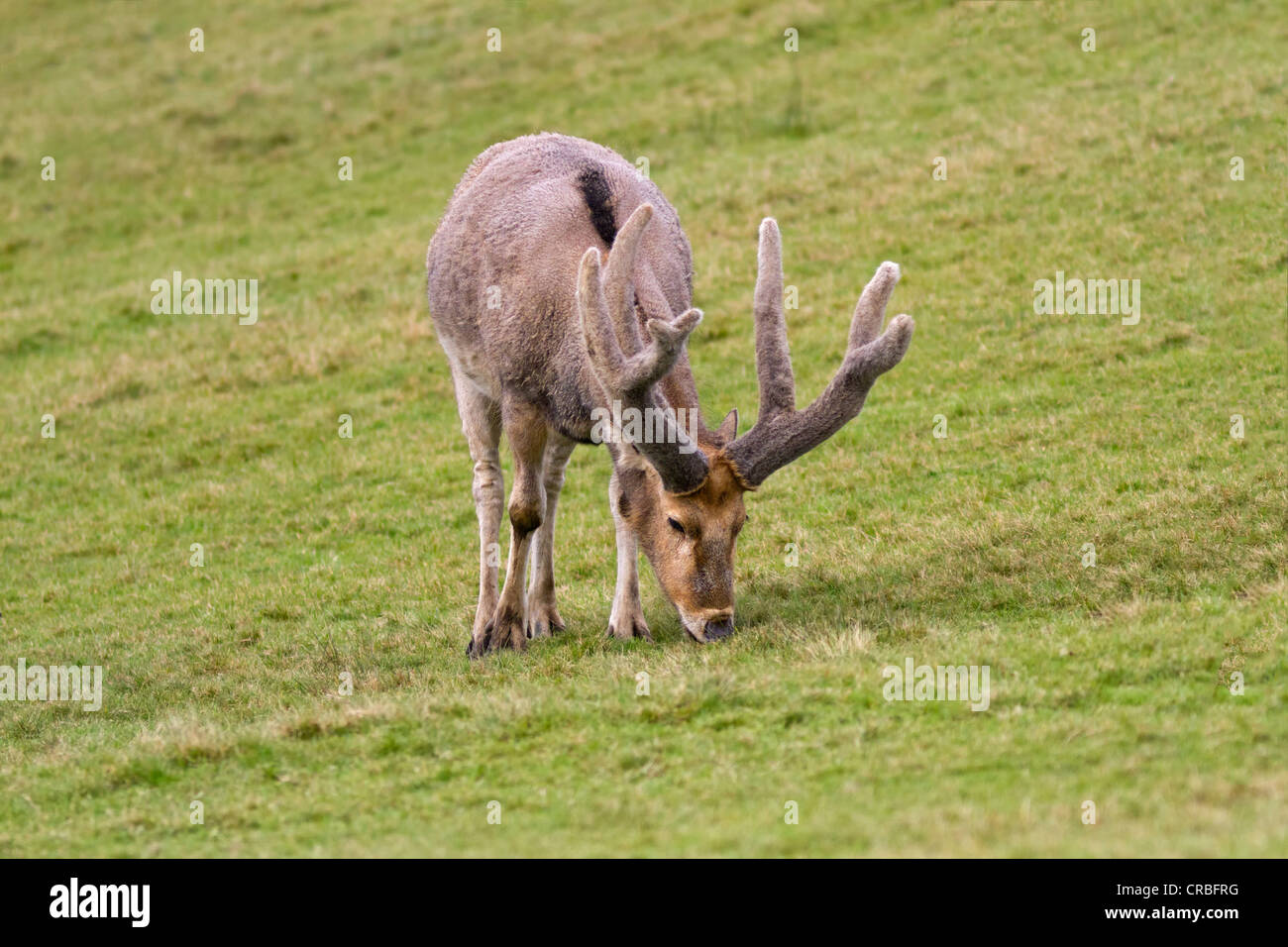 Davidianus High Resolution Stock Photography and Images - Alamy