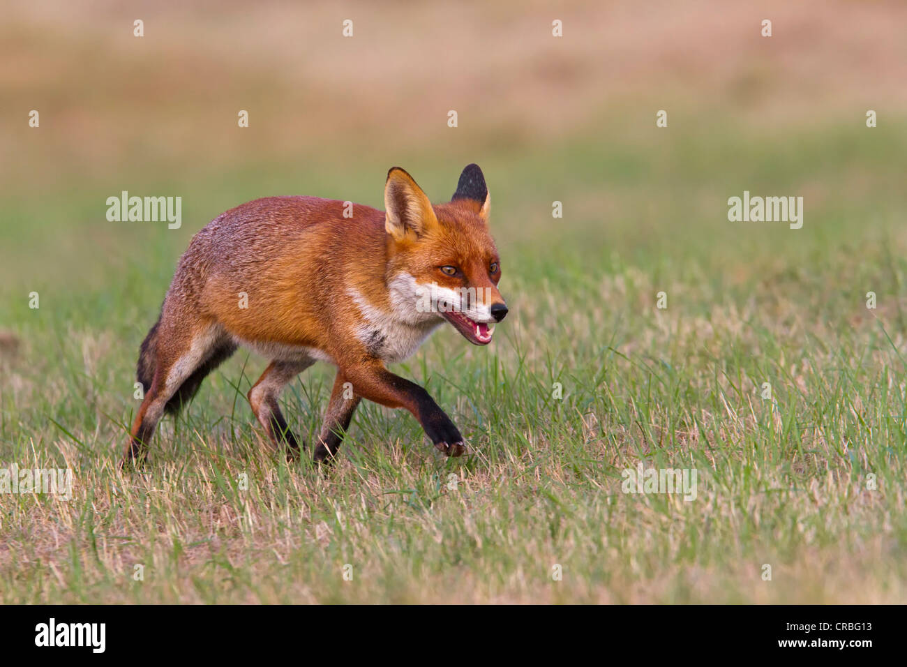Red fox (Vulpes vulpes), in grass, running, south east England, United ...