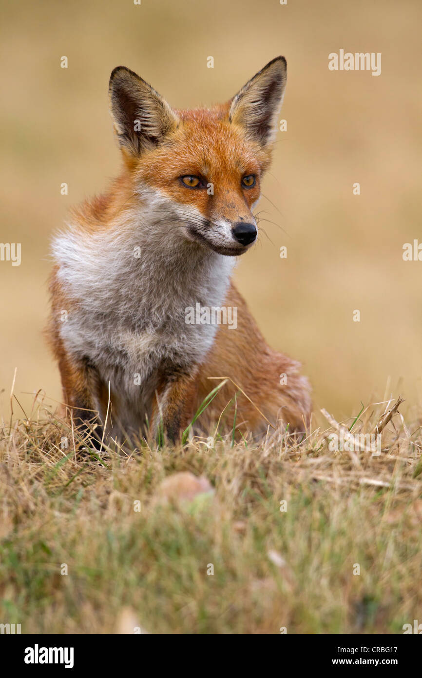 Red fox (Vulpes vulpes), sitting in grass, south east England, United ...