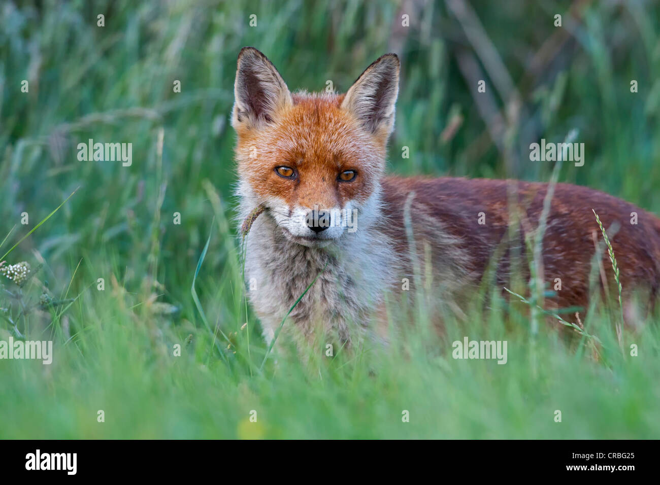 Red fox (Vulpes vulpes), in grass, south east England, United Kingdom ...
