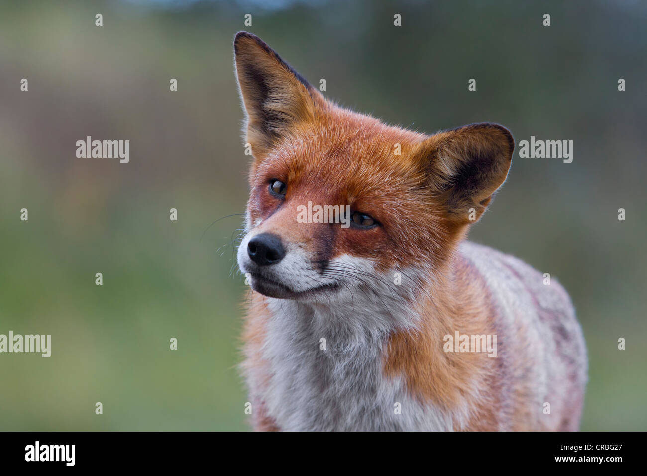 Fox Pose High Resolution Stock Photography and Images - Alamy