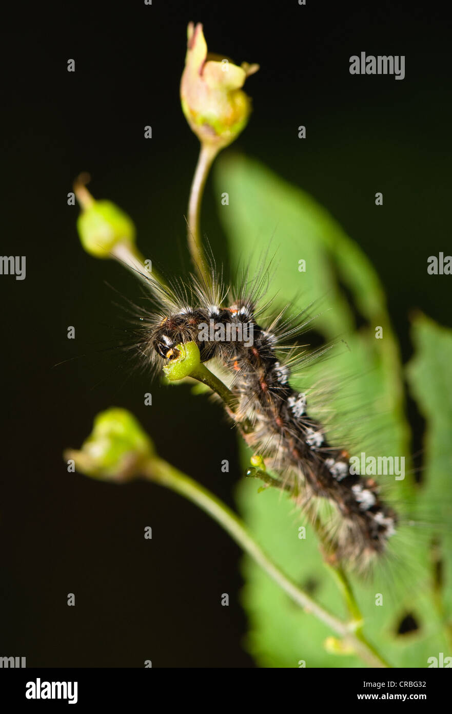 Close up red hair caterpillar hi-res stock photography and images - Alamy
