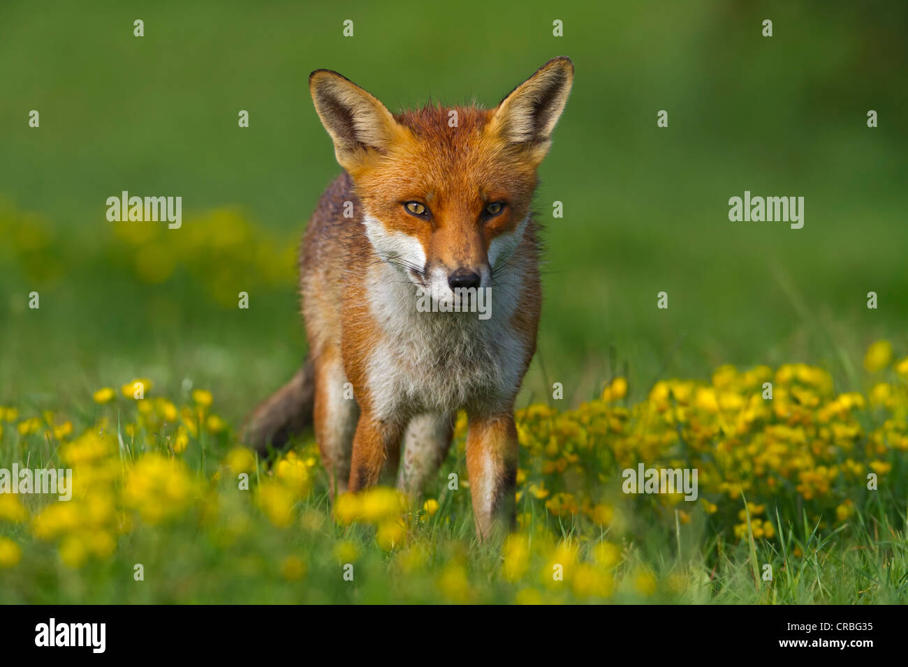 Frontal Rain High Resolution Stock Photography and Images - Alamy