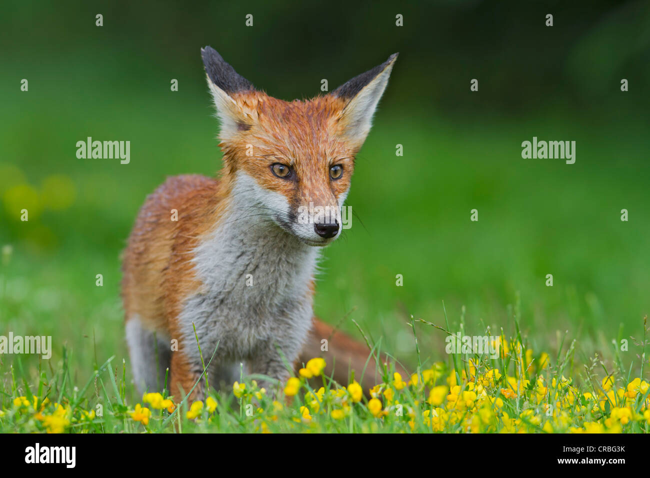 Red fox (Vulpes vulpes), in meadow, after a rain shower, south east ...