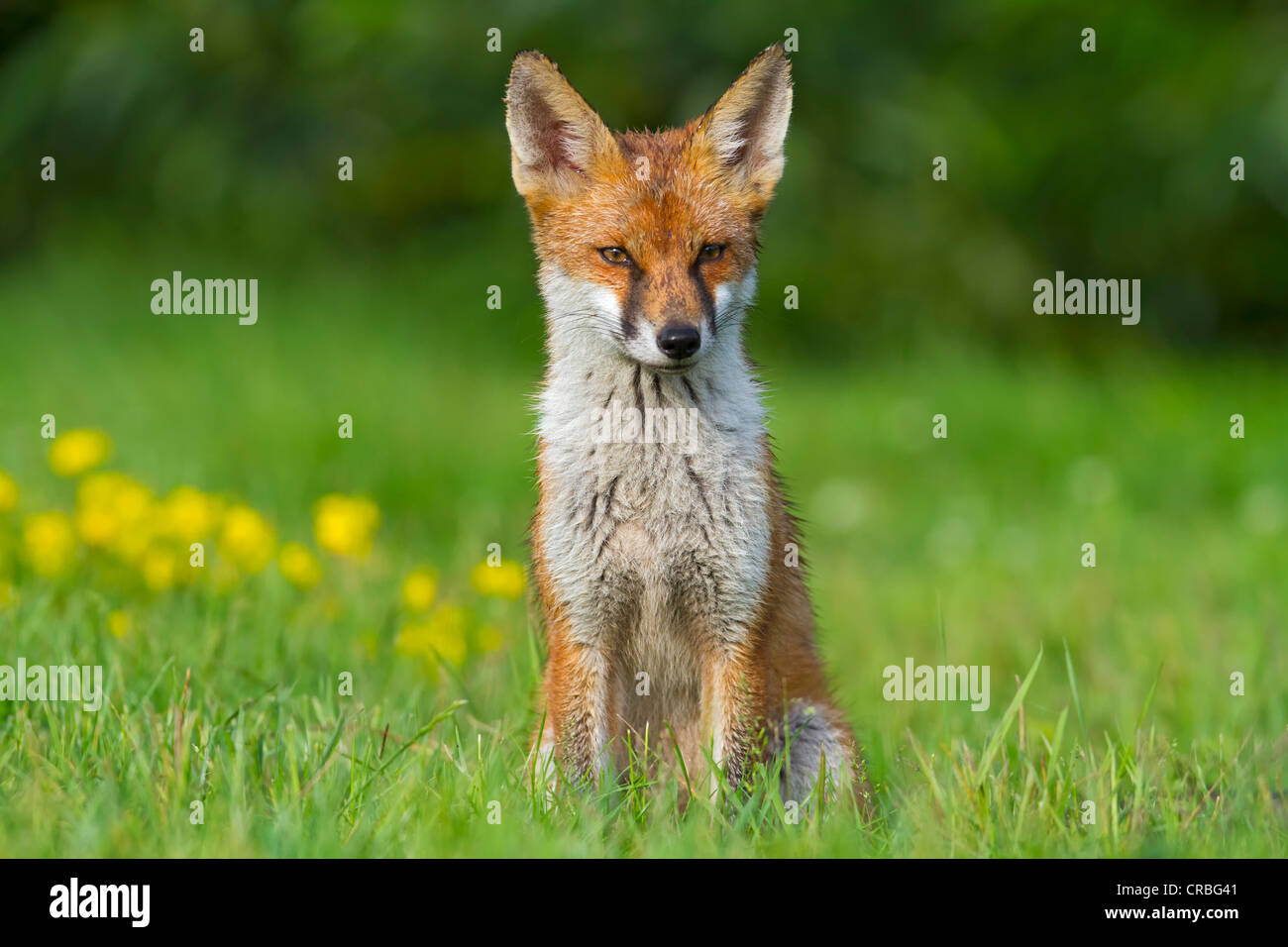 Red fox (Vulpes vulpes), sitting in grass, south east England, United ...