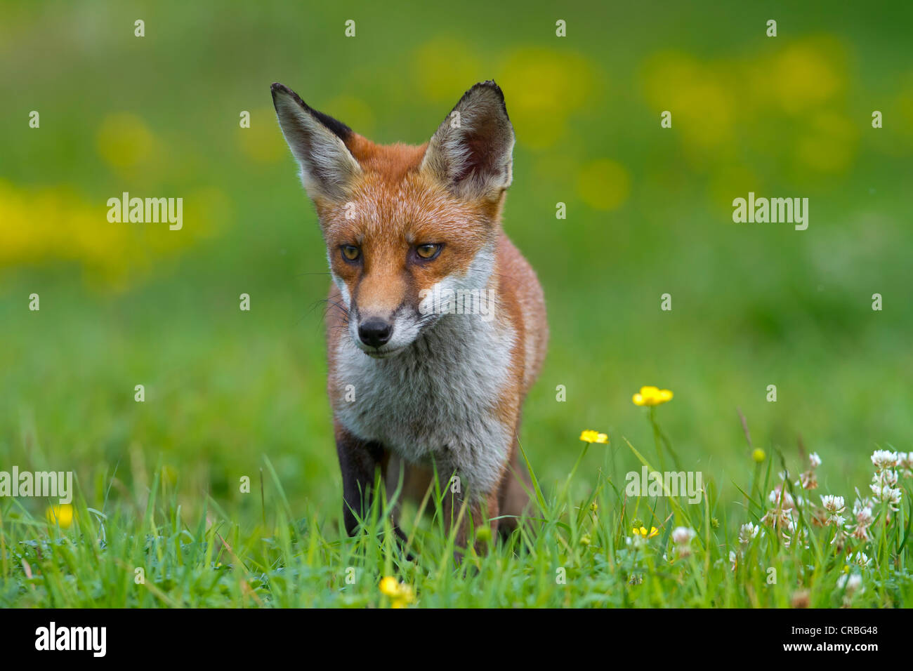 Red fox front view photo hi-res stock photography and images - Alamy