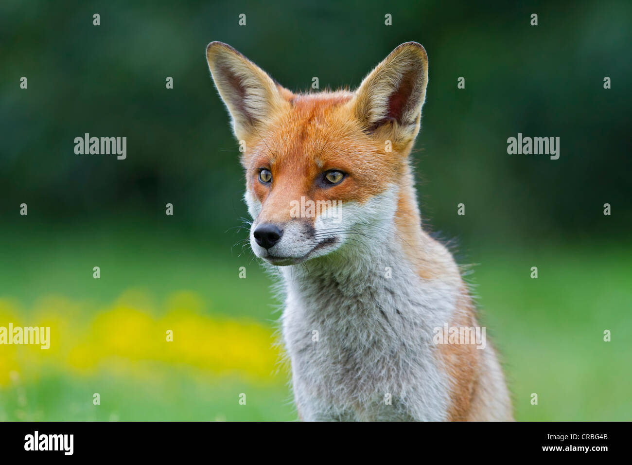 Red fox (Vulpes vulpes), portrait, south east England, United Kingdom ...