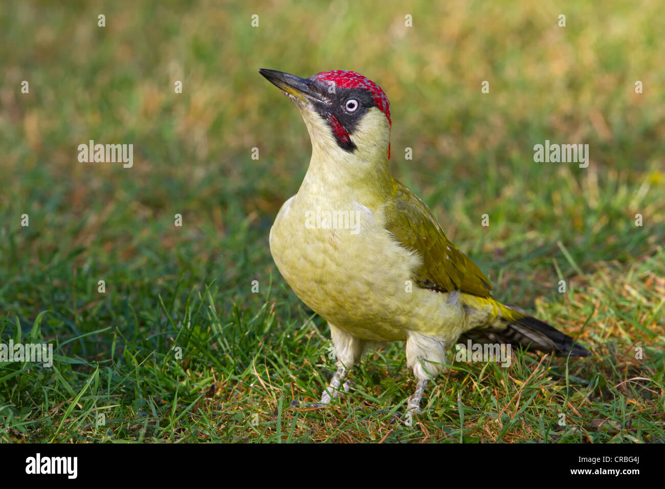 Male european green woodpecker hi-res stock photography and images - Alamy