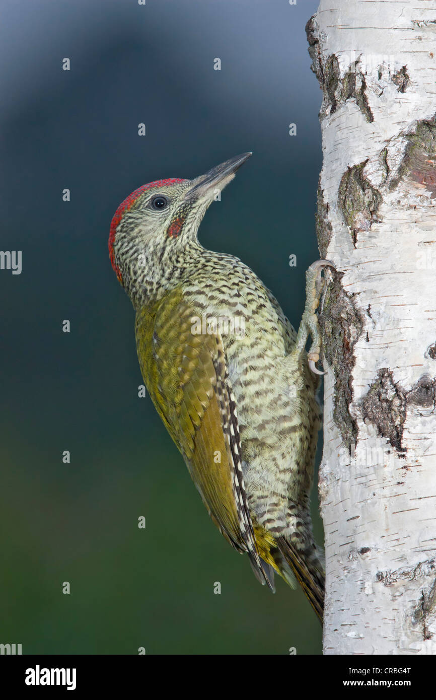 Male european green woodpecker hi-res stock photography and images - Alamy
