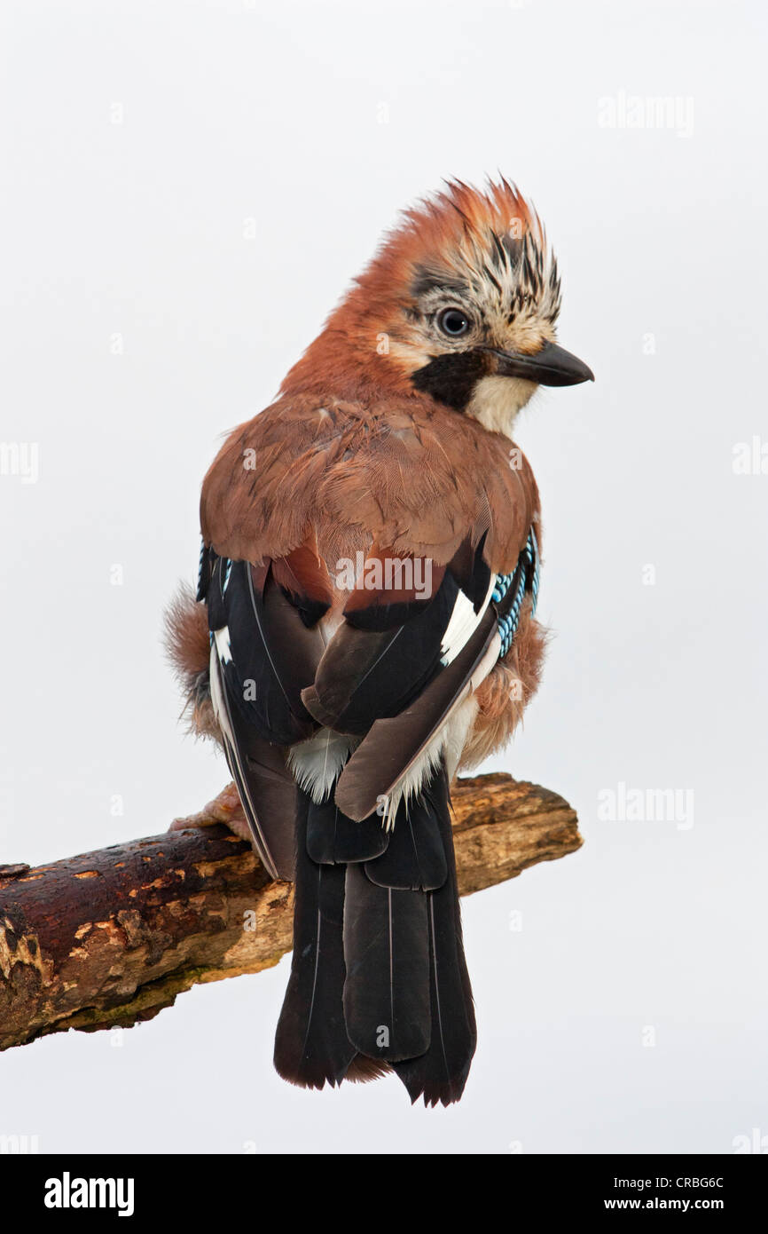 Jay bird uk hi-res stock photography and images - Alamy
