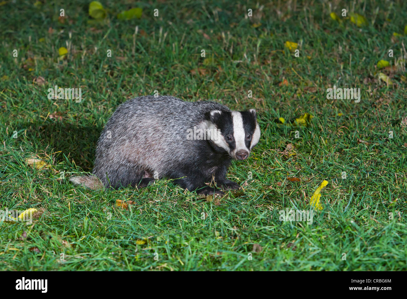 European badger (Meles meles), in grass, south east England, United ...