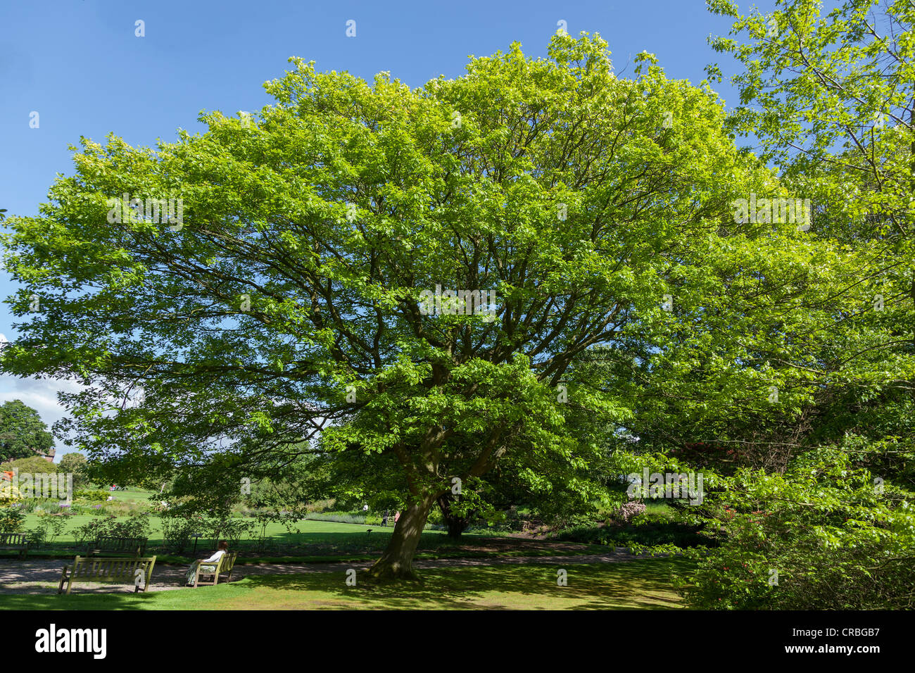 Ness Botanical gardens on the Wirral. The Northern Red Oak. Quercus ...