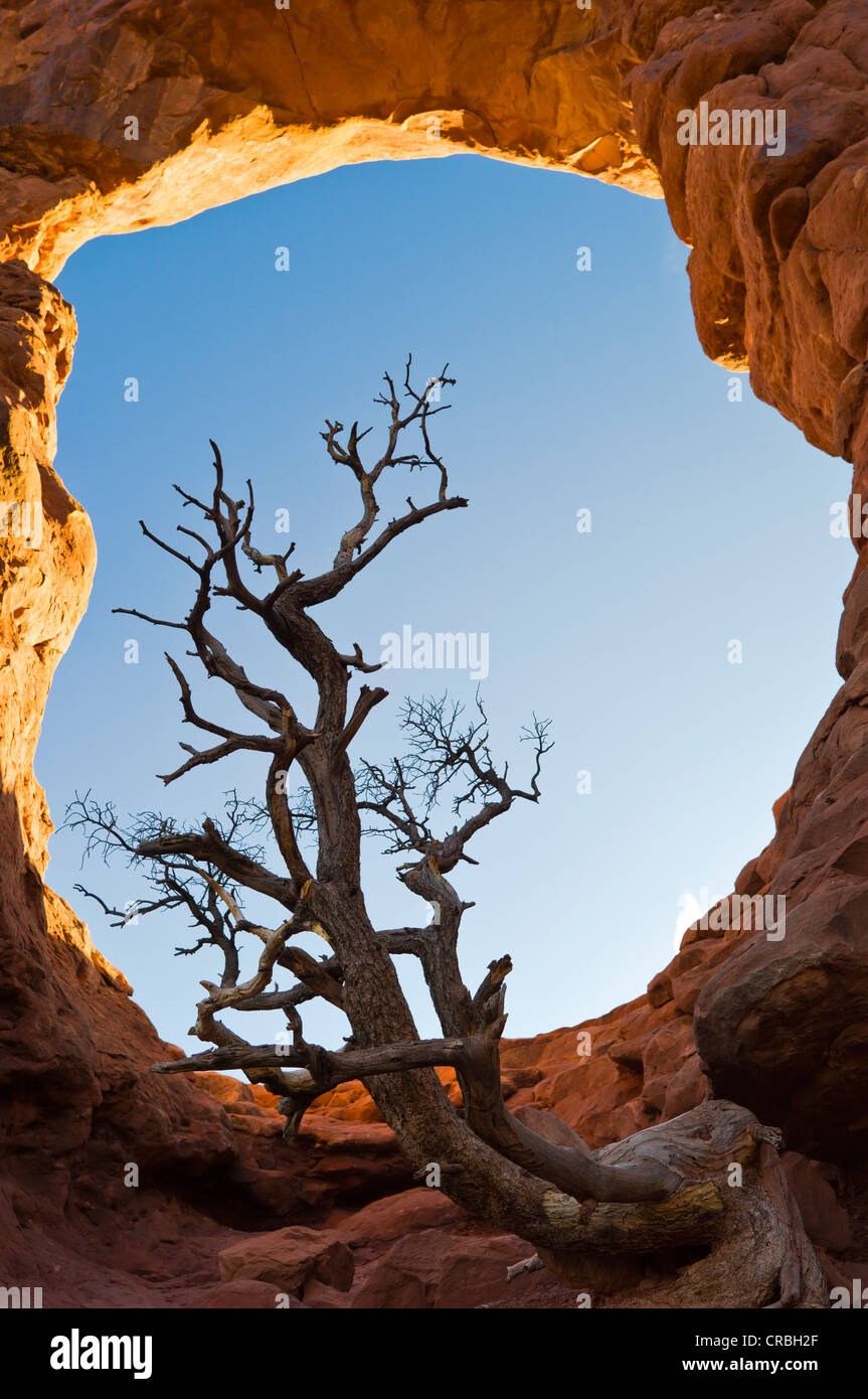 Tree growing in Turret Arch, natural arch, The Windows Section, Arches ...