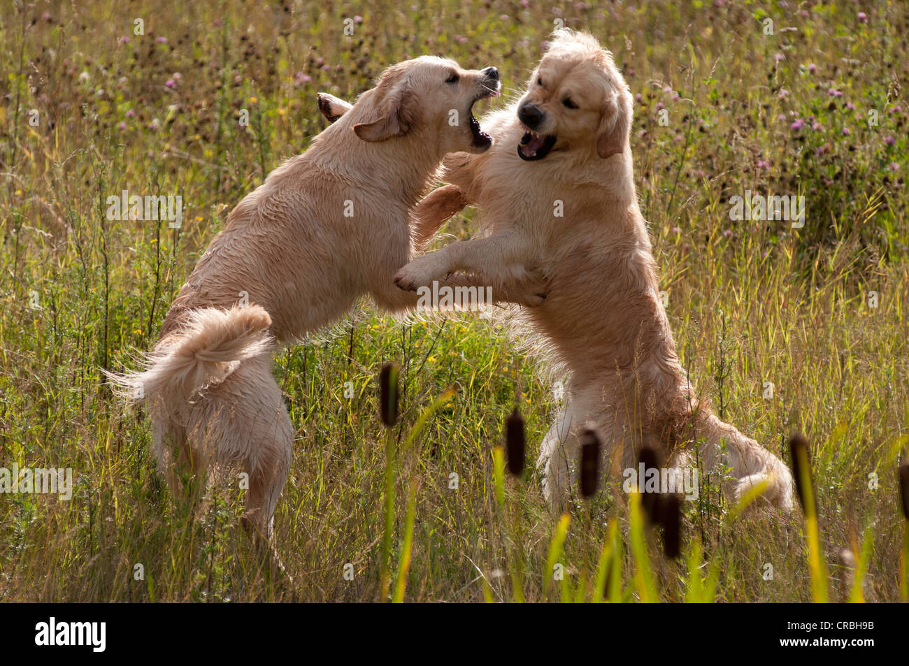Two Golden Retrievers in a playful fight Stock Photo - Alamy