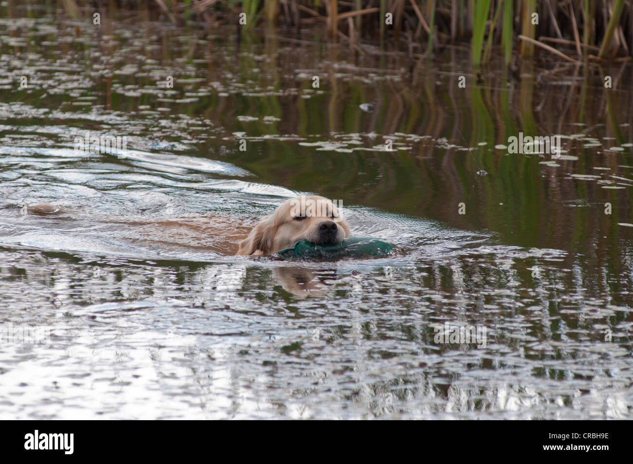 Golden Retriever, swimming in water with a dummy toy in its mouth Stock ...