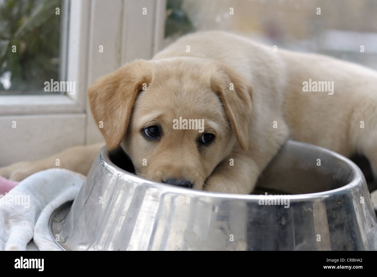 Blond Labrador Retriever puppy half-lying in a water bowl Stock Photo ...