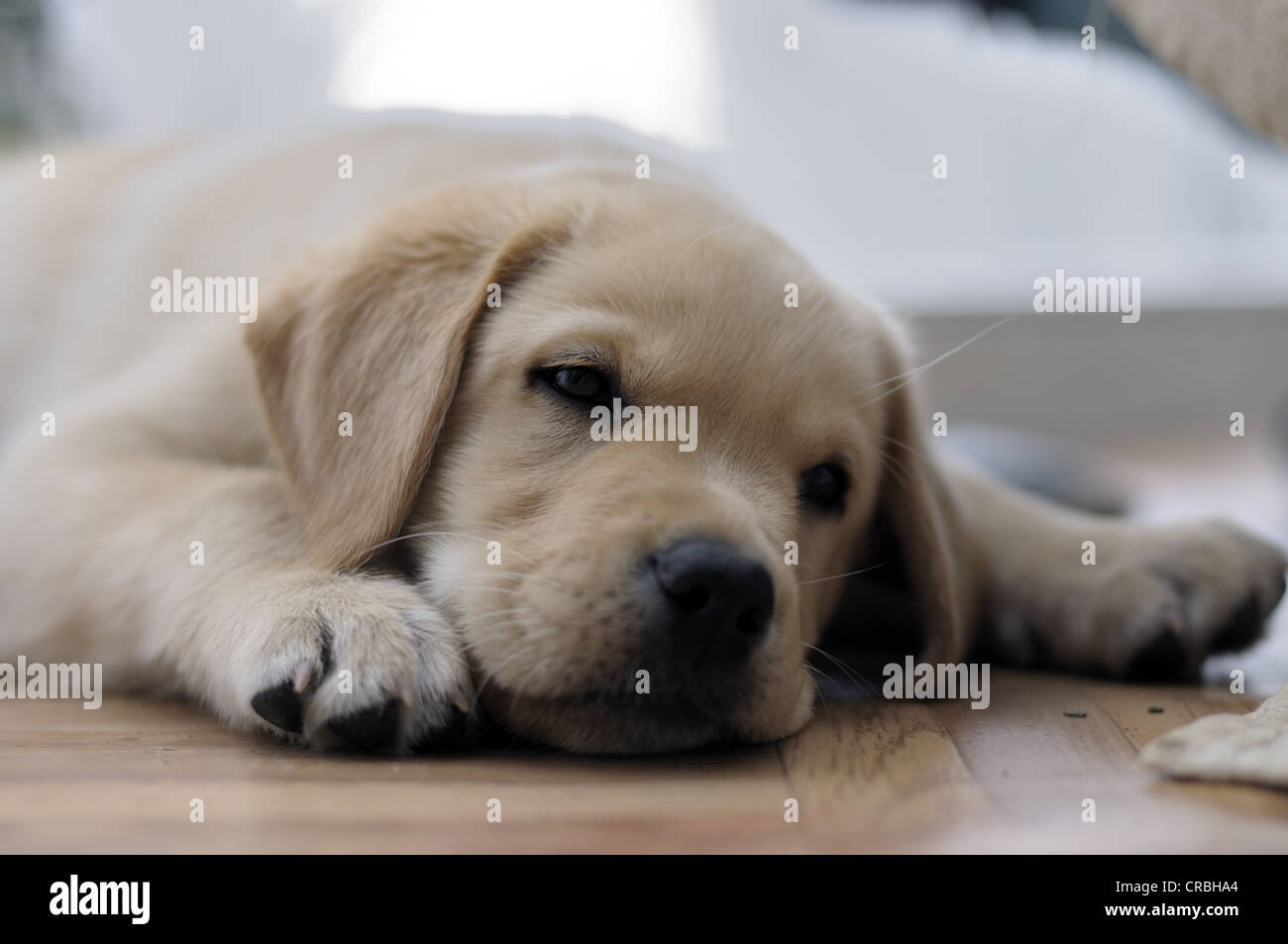 Blond Labrador Retriever puppy lying exhausted on the floor Stock Photo ...