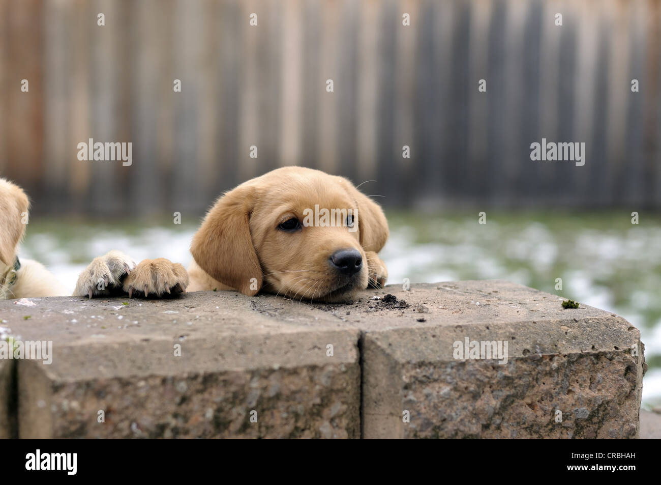 Blonde Labrador Retriever puppy with its head on a wall Stock Photo - Alamy