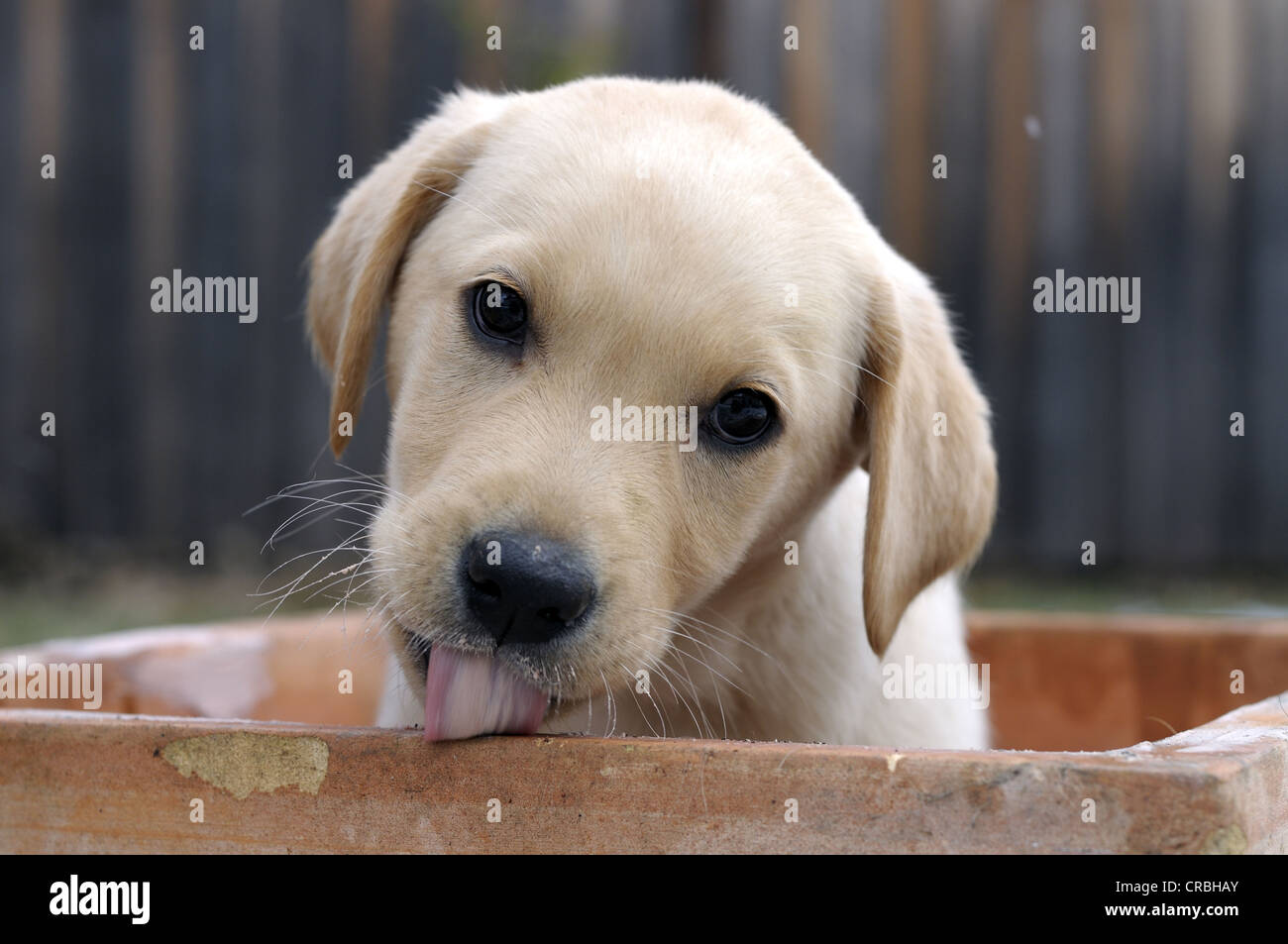Blonde labrador retriever puppy sitting hi-res stock photography and ...