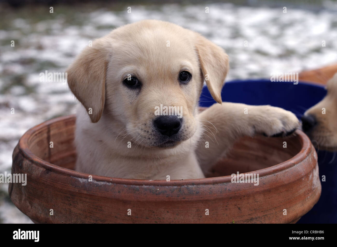 Blonde Labrador Retriever puppy sitting in a flower pot Stock Photo - Alamy