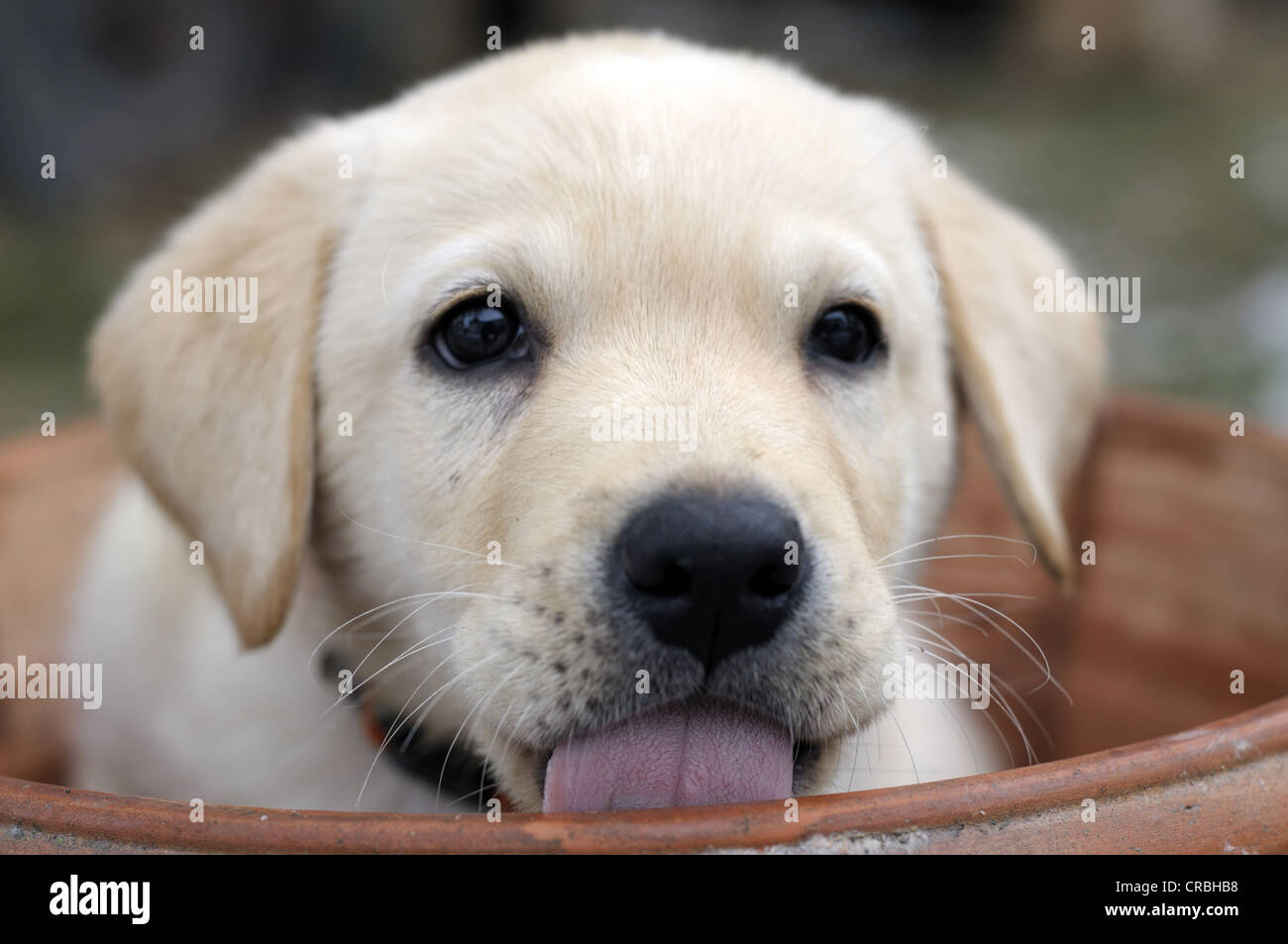 Blonde labrador retriever puppy sitting hi-res stock photography and ...