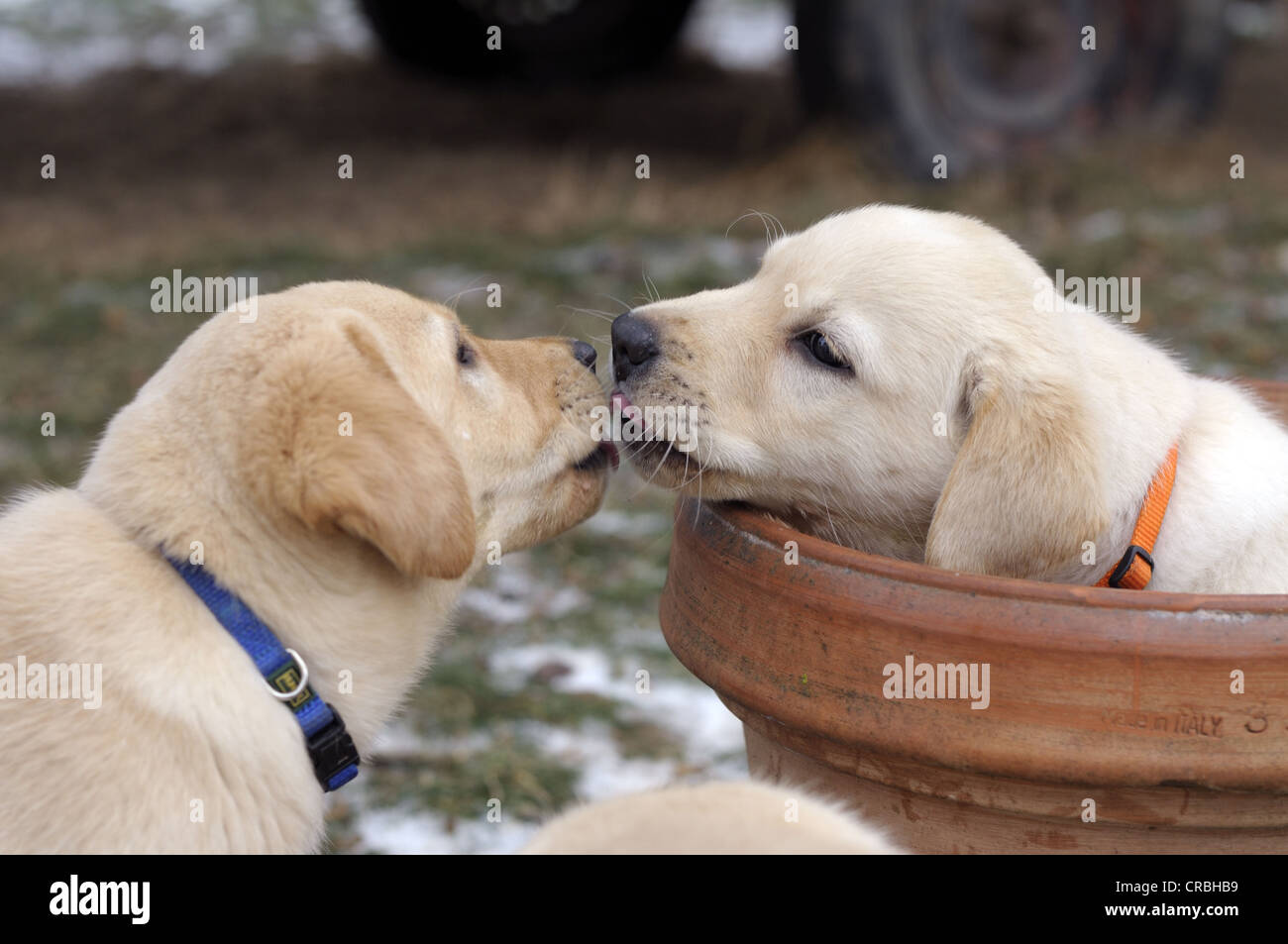 Blonde Labrador Retriever puppy sniffing or kissing another one sitting ...