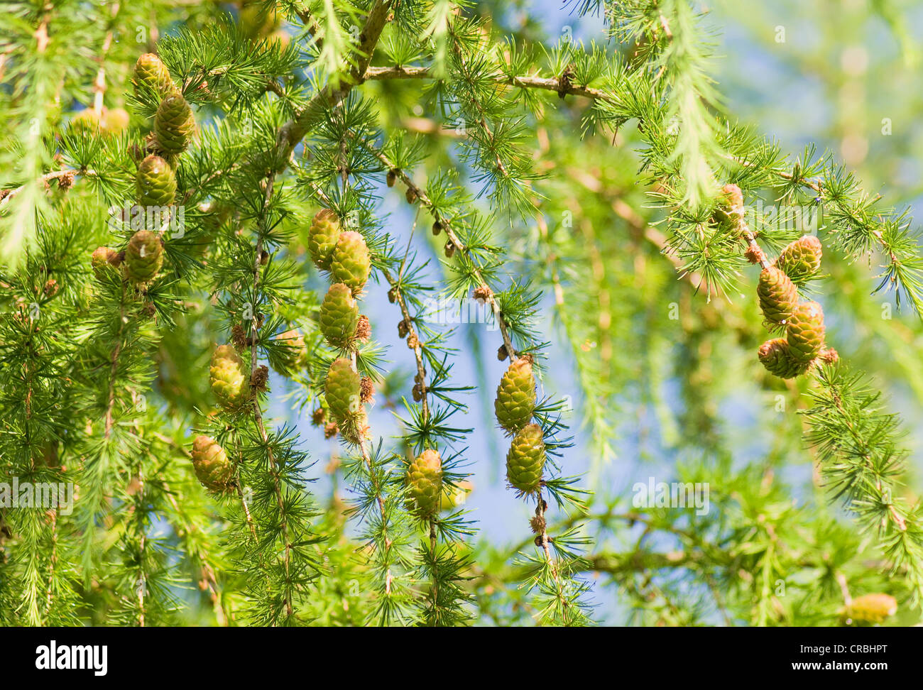 Larix decidua twig hi-res stock photography and images - Alamy